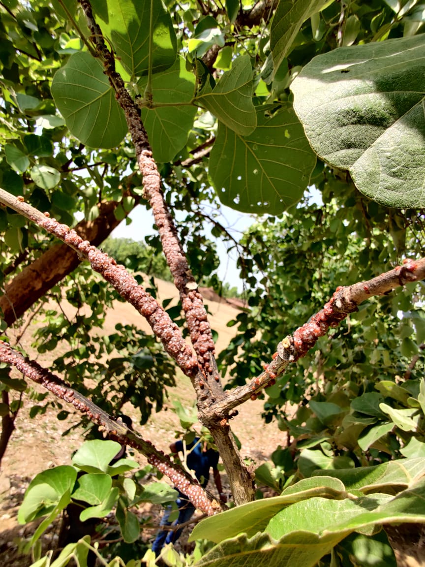 About LAC – IndoLacca